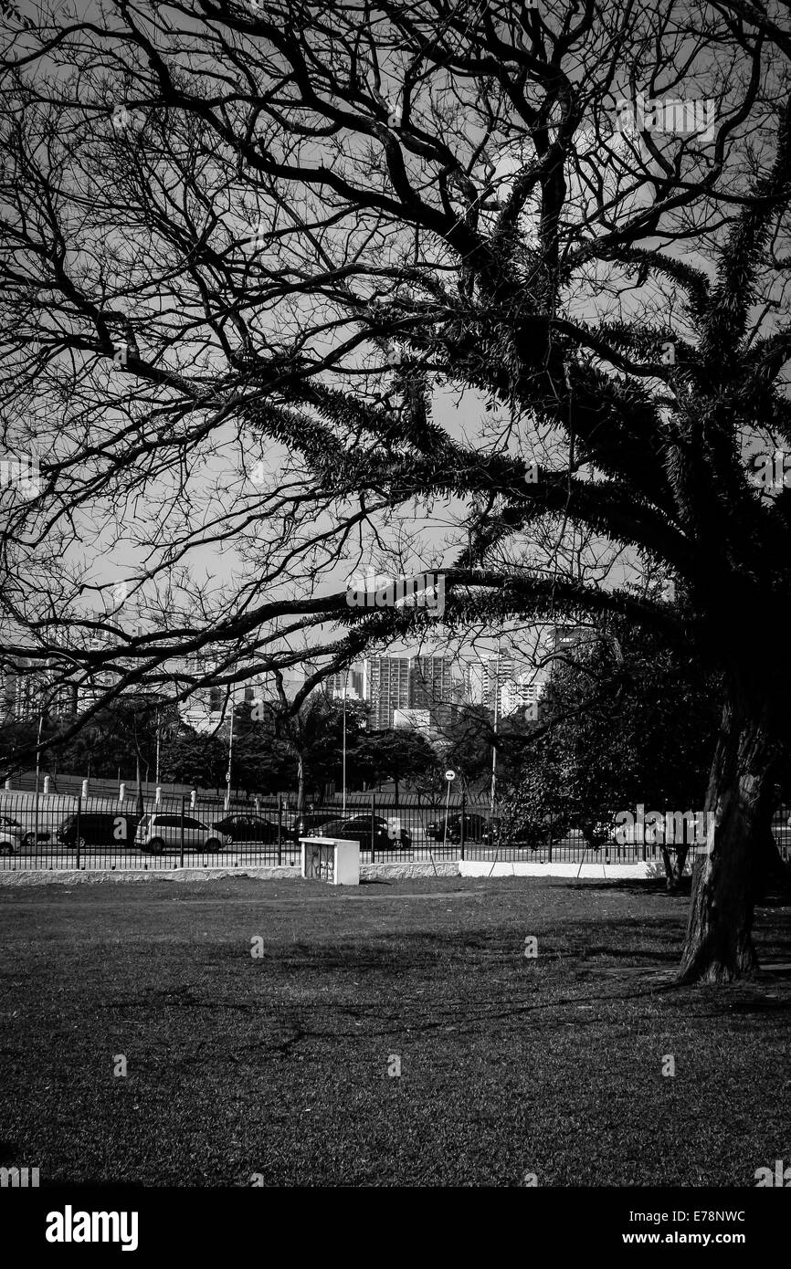 Tree moss growing Black and White Stock Photos & Images - Alamy