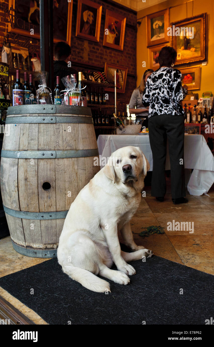 A dog sits in the doorway of Gaslight Art and Wine Gallery, Meeting ...