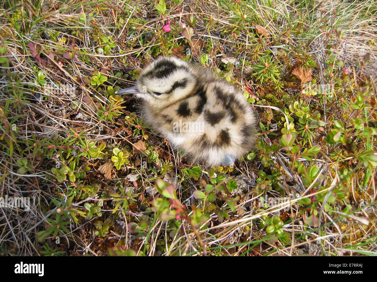 Bristle-thighed Curlew chick. Bristle-thighed Curlews are large ...