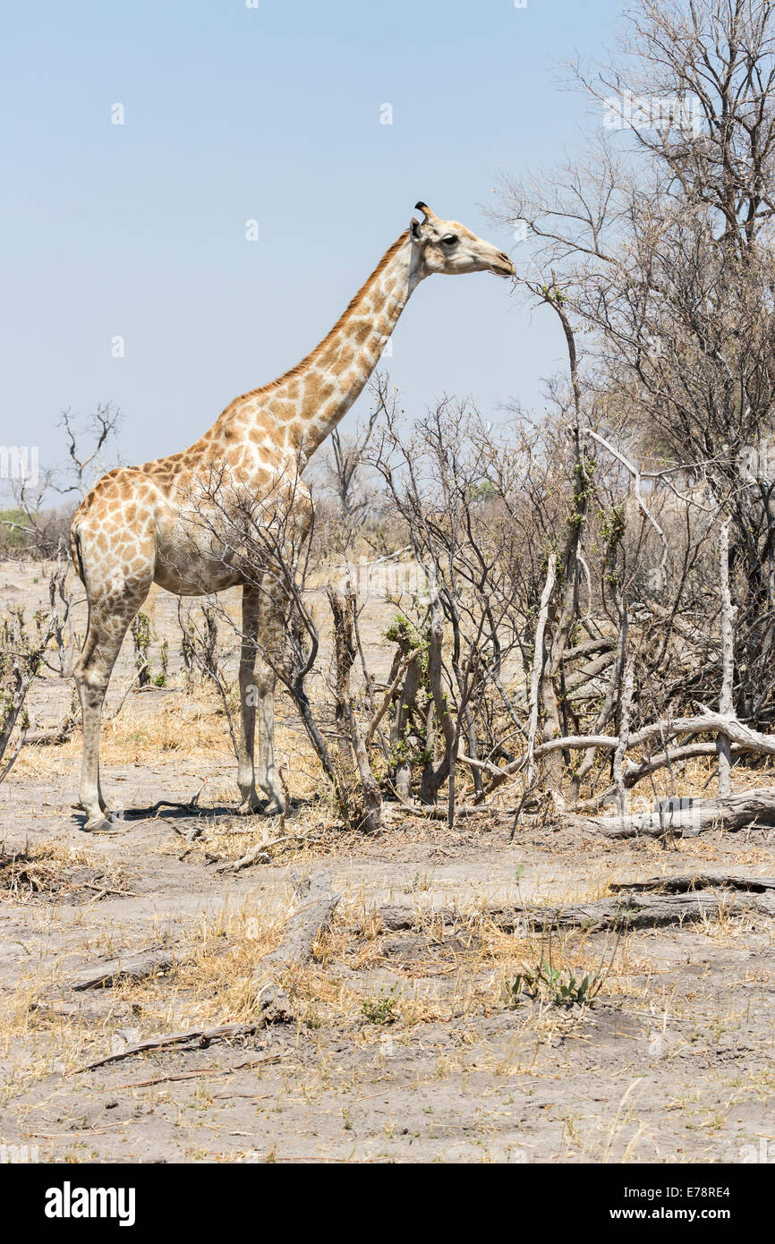 An Angolan giraffe (Giraffa camelopardalis) browses in dry scrub land ...