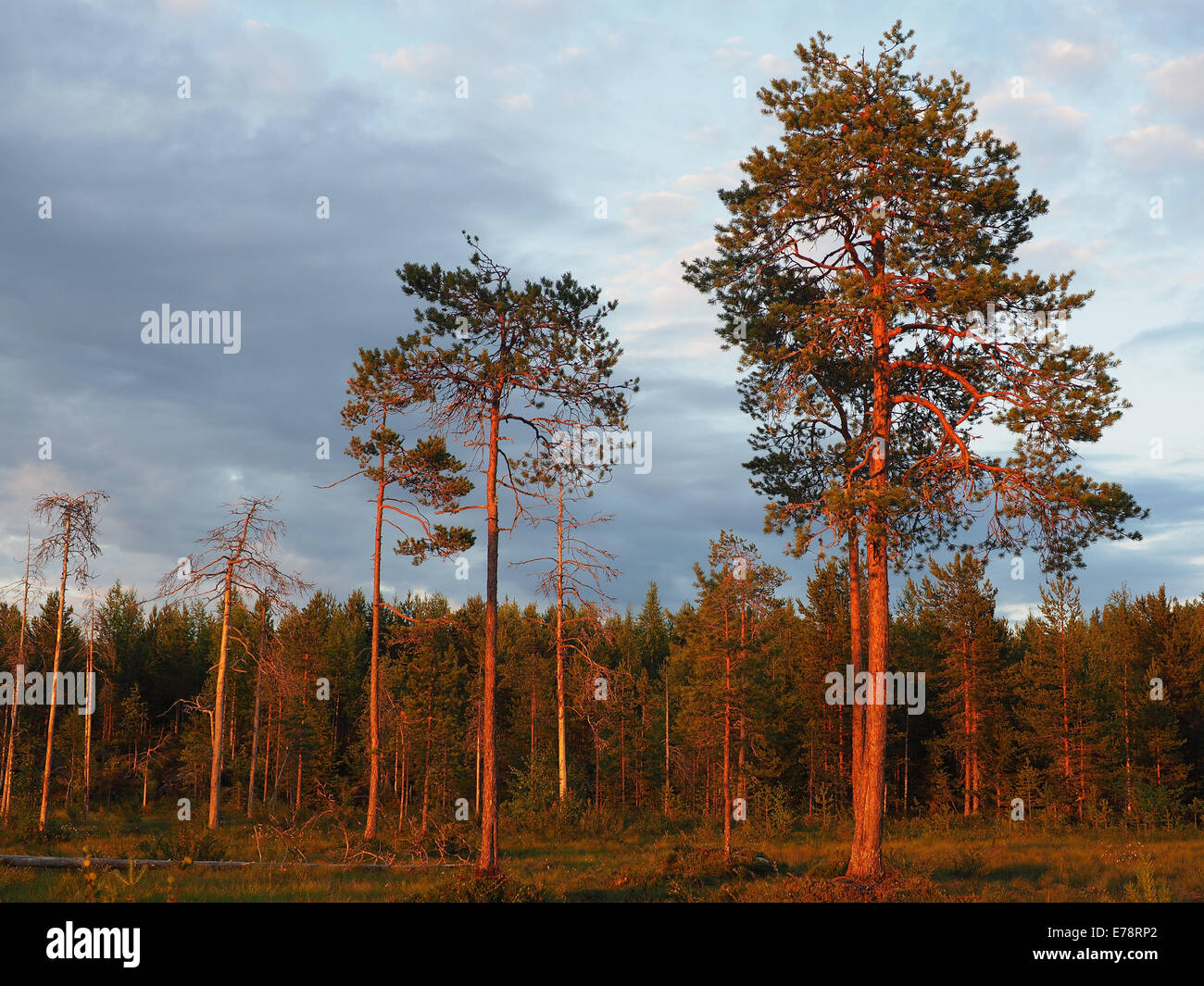 Tajga hi-res stock photography and images - Alamy