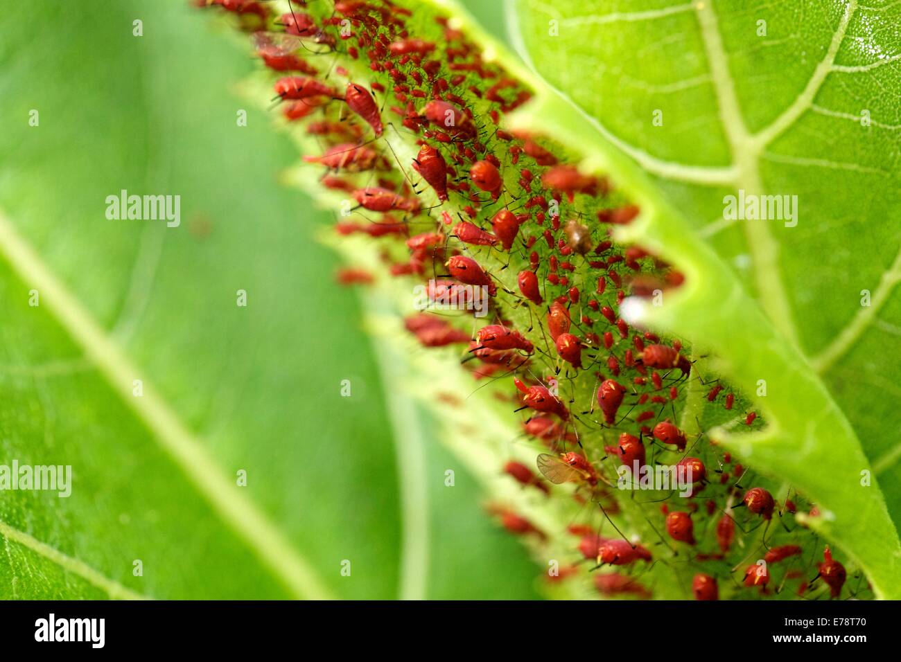 Red Aphids On Plants