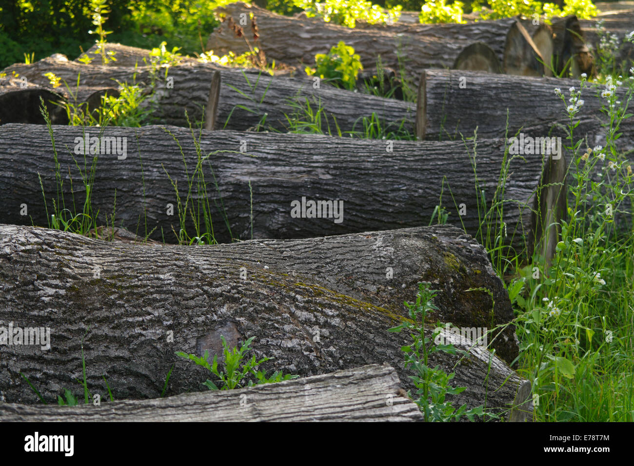 Tree boles hi-res stock photography and images - Alamy