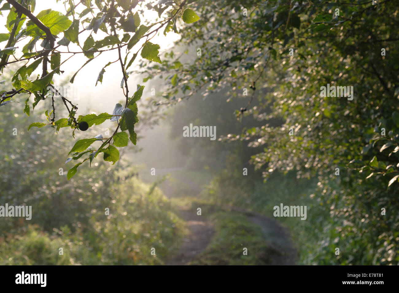 road into the mist Stock Photo - Alamy