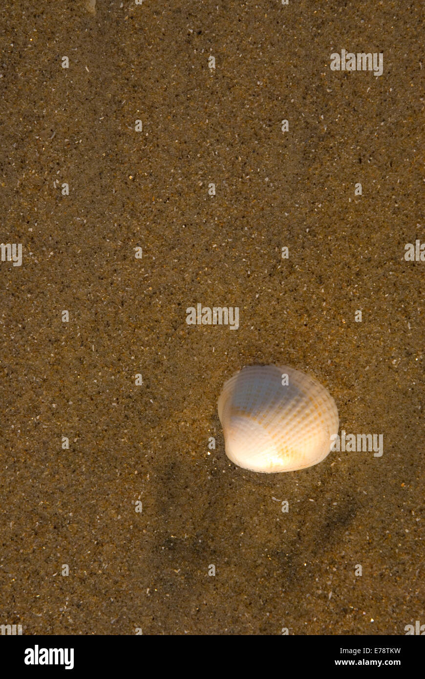 Shell on beach, Silver Strand State Park, California Stock Photo - Alamy