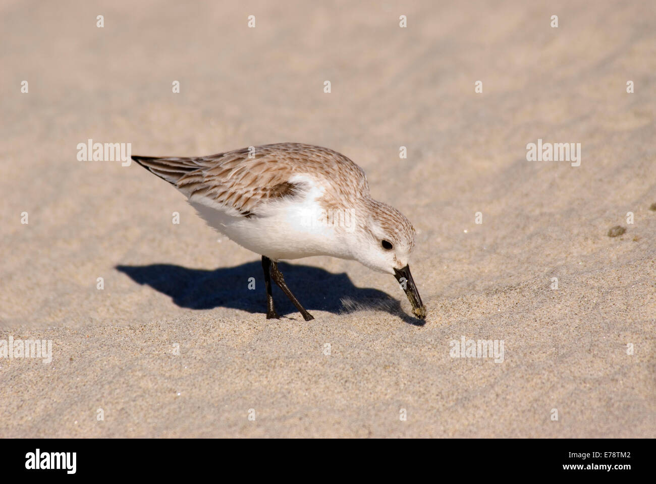 Sanderling, Moonlight State Beach, California Stock Photo - Alamy