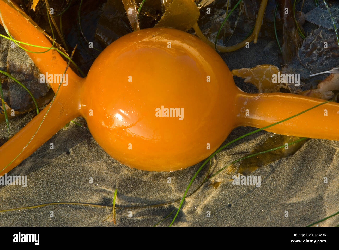 Giant bladder kelp hi-res stock photography and images - Alamy