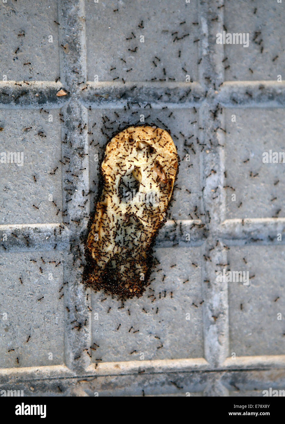 Ants covering a bread toast on floor in the street Stock Photo - Alamy