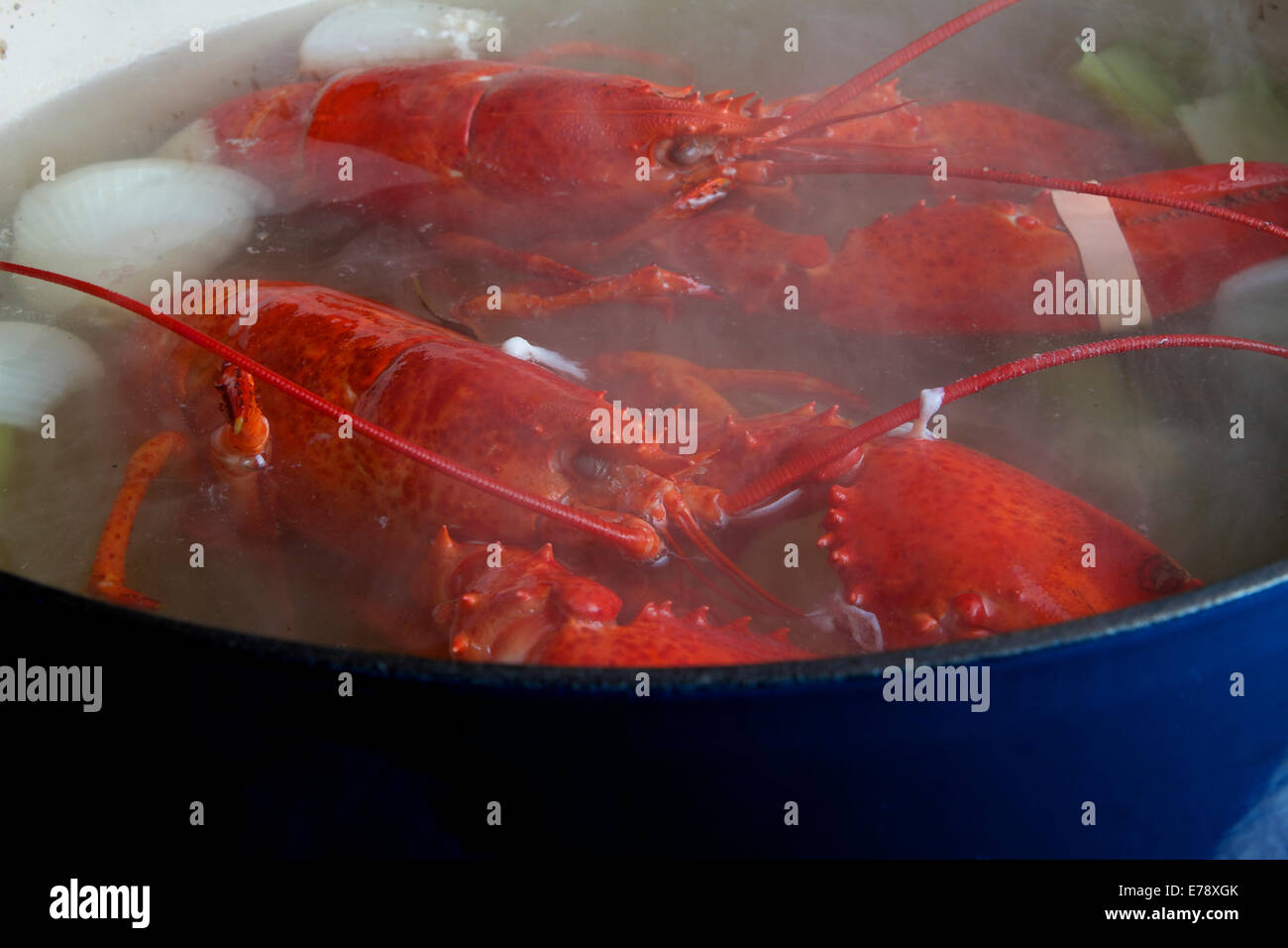 Two boiled cooked lobster hi-res stock photography and images - Alamy