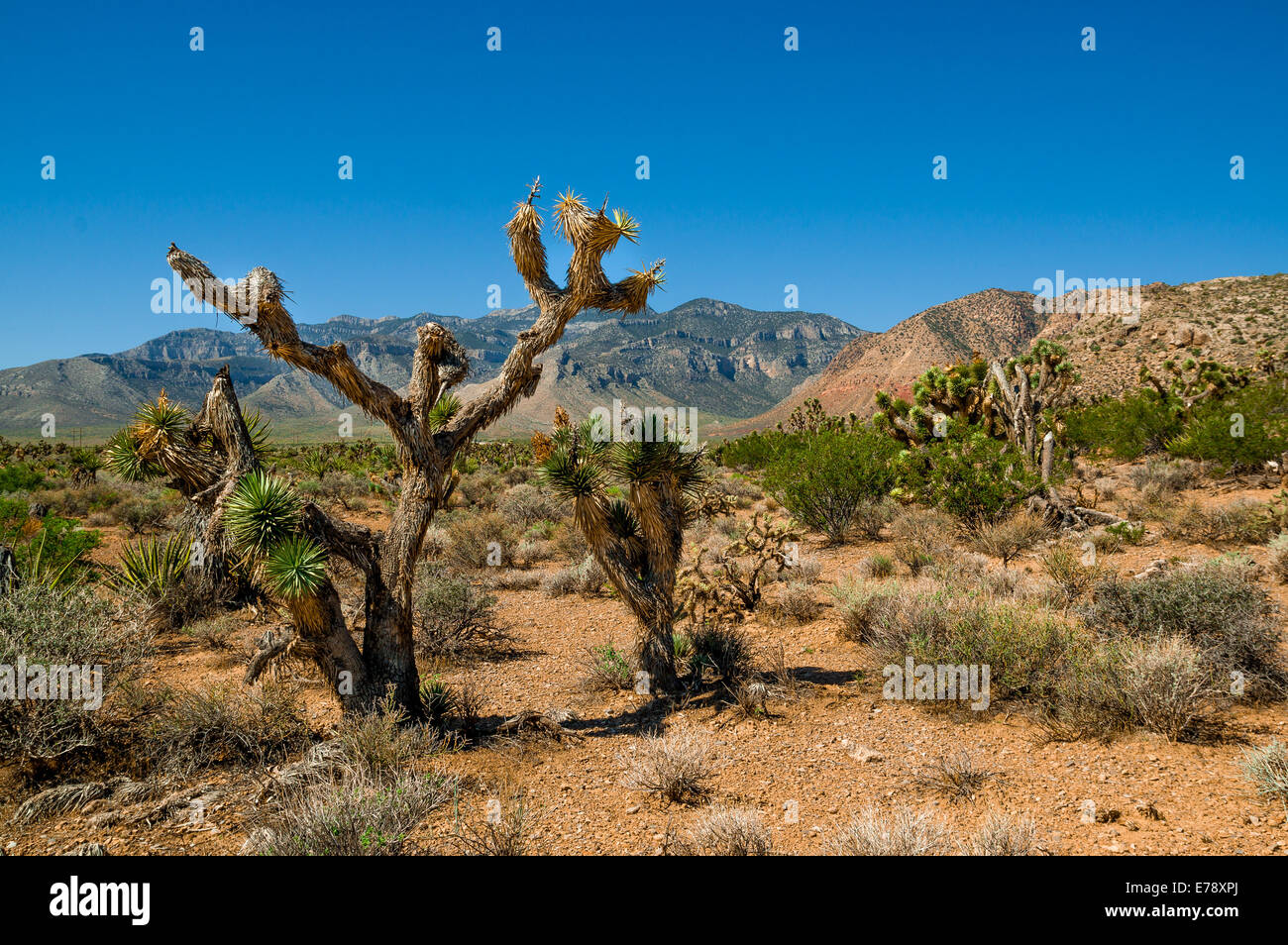 Death valley mojave desert joshua hi-res stock photography and images ...