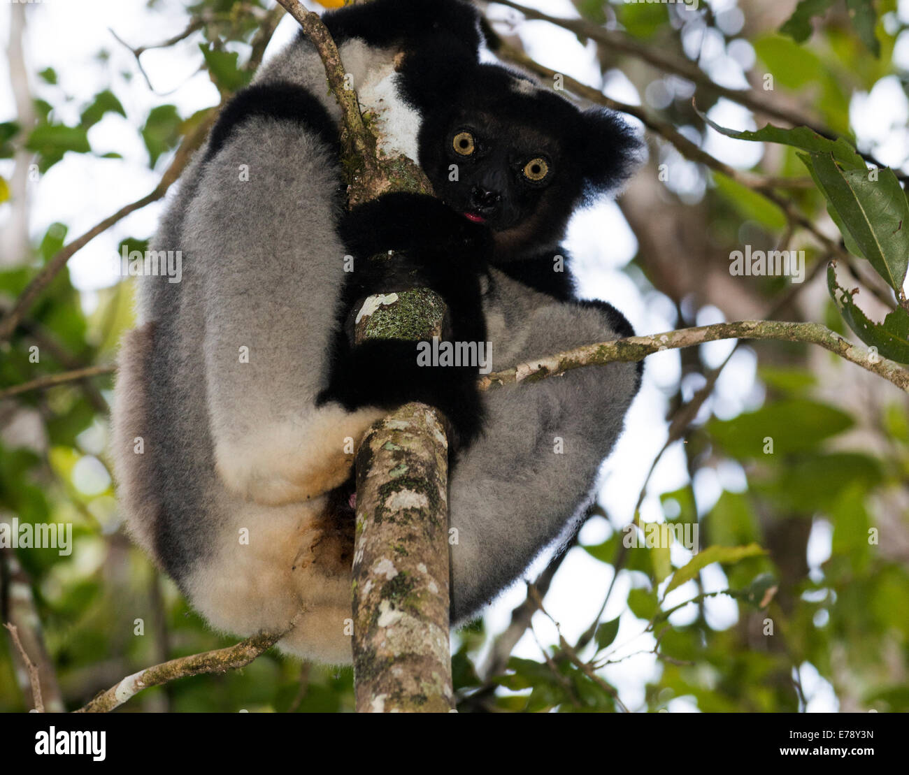 The Indri Indri is the largest Lemur in Madagascar Stock Photo - Alamy