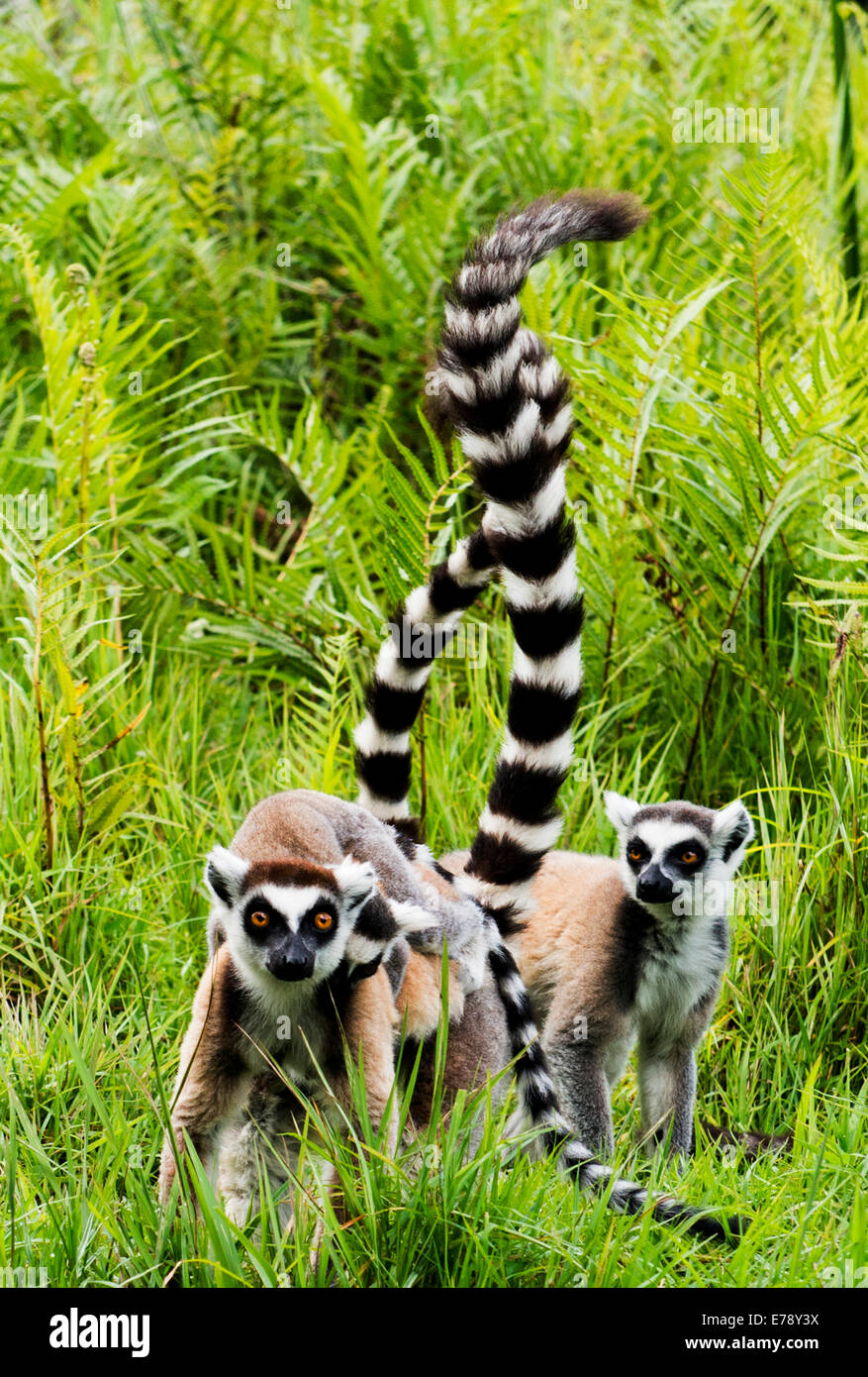 Ring Tailed Lemurs in Madagascar Stock Photo - Alamy