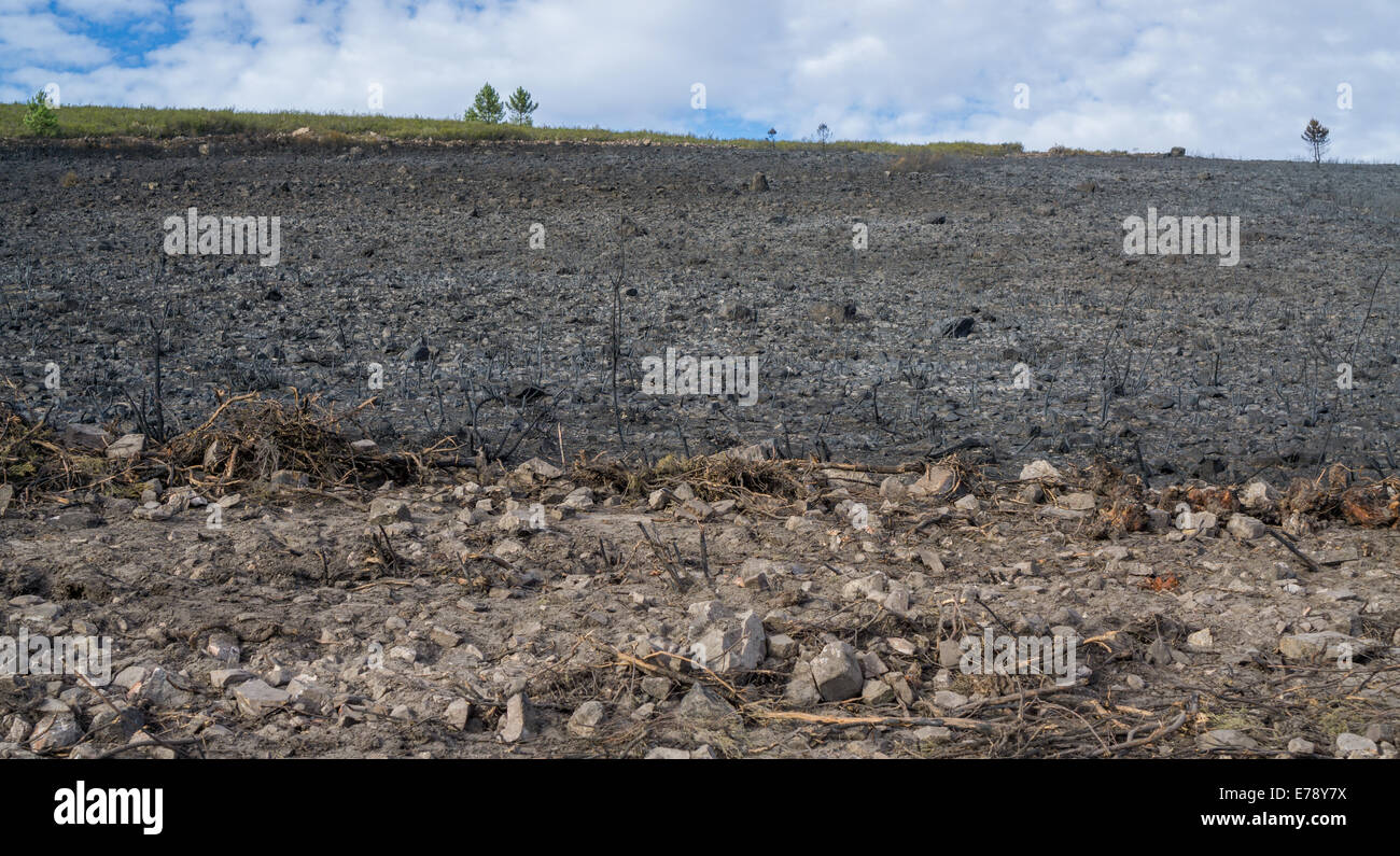 After the Fire bush Stock Photo - Alamy