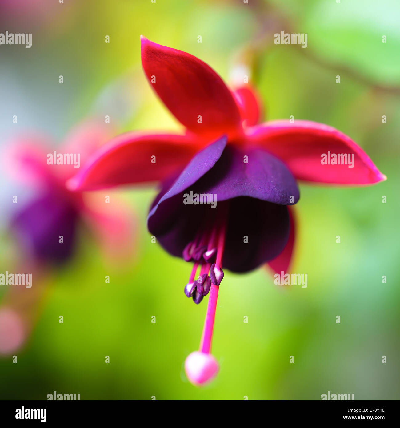 Fuchsia in nature hi-res stock photography and images - Alamy