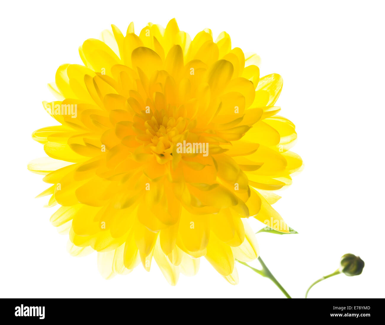 big yellow chrysanthemum, isolated on white background Stock Photo - Alamy