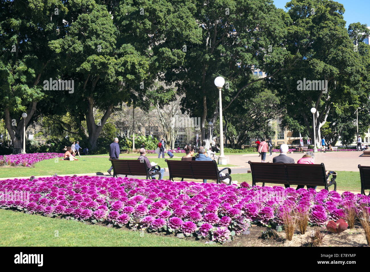 Sydney;s hyde park in September, spring time,sydney,australia Stock ...