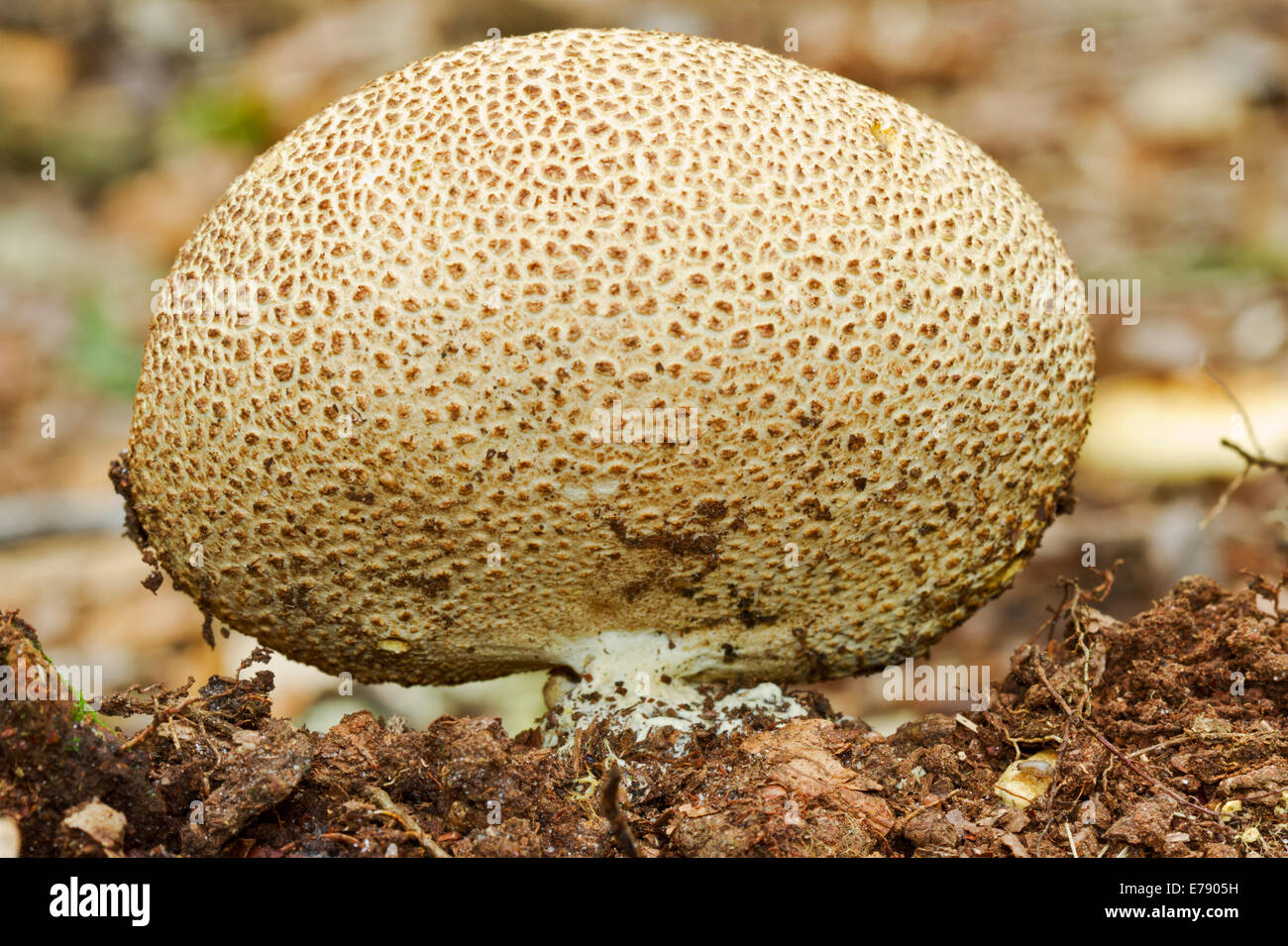 Close up of a Common earthball, also known as Pigskin poison puffball ...