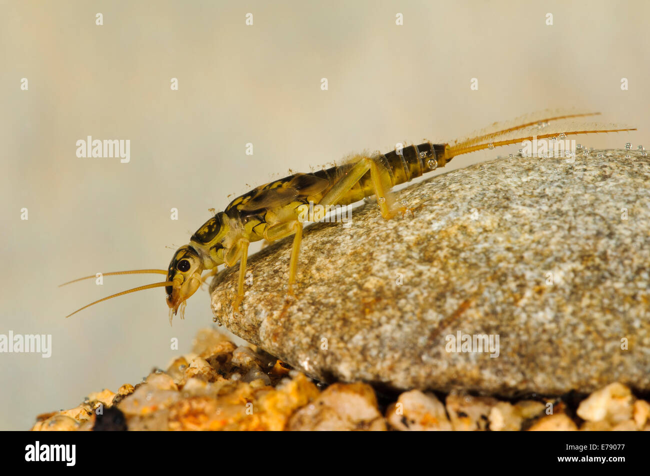 Large stonefly (Perla bipinctata), nymph, clinging to a pebble. Subject ...