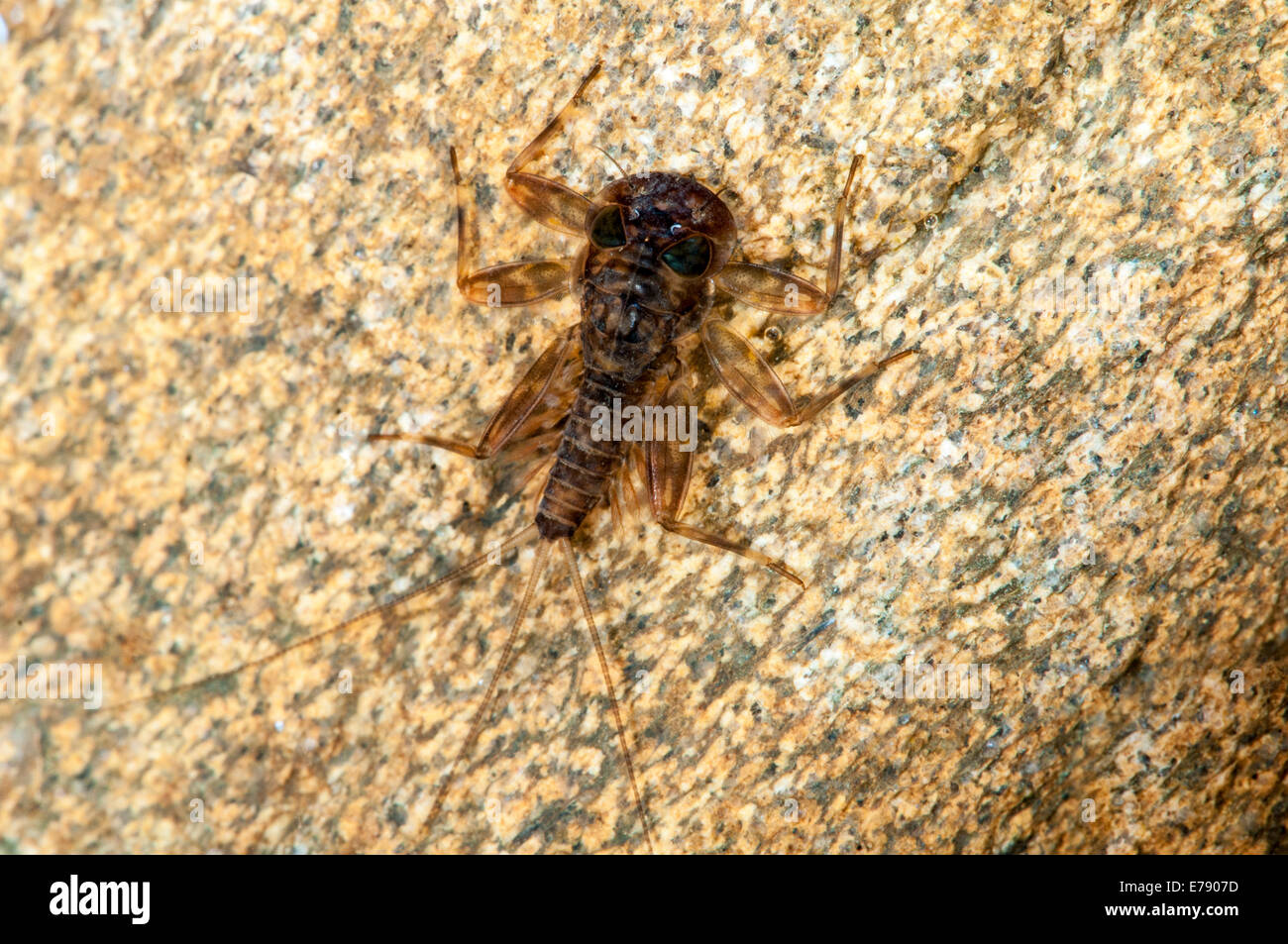 False March Brown (Ecdyonurus venosus), nymph, clinging to a pebble ...