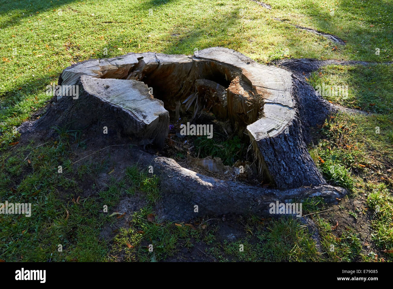 Decayed tree stump hi-res stock photography and images - Alamy