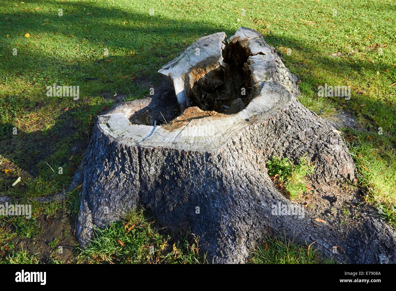 Hollow Tree Stump High Resolution Stock Photography and Images - Alamy