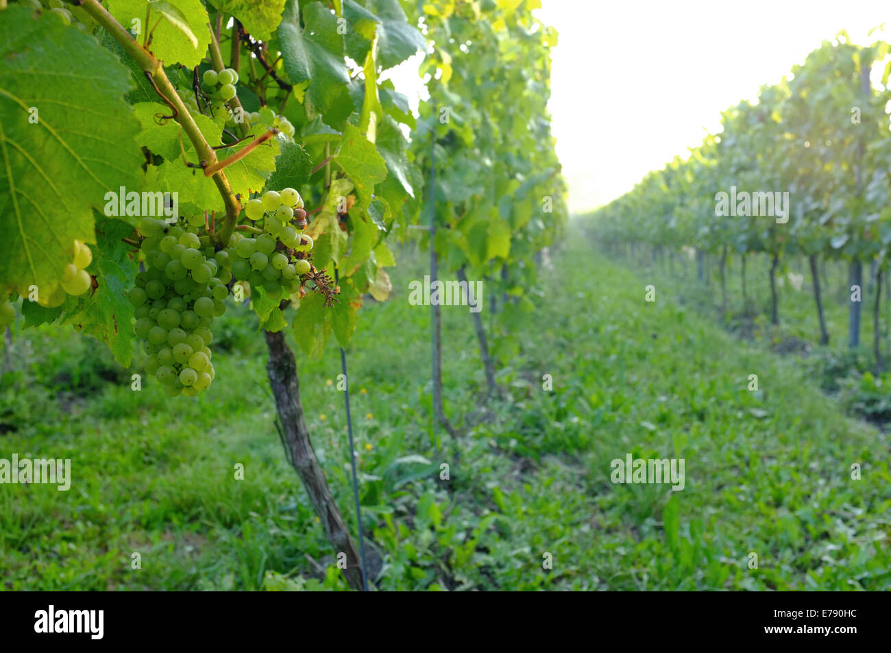 Kent vineyard Cut Out Stock Images & Pictures - Alamy