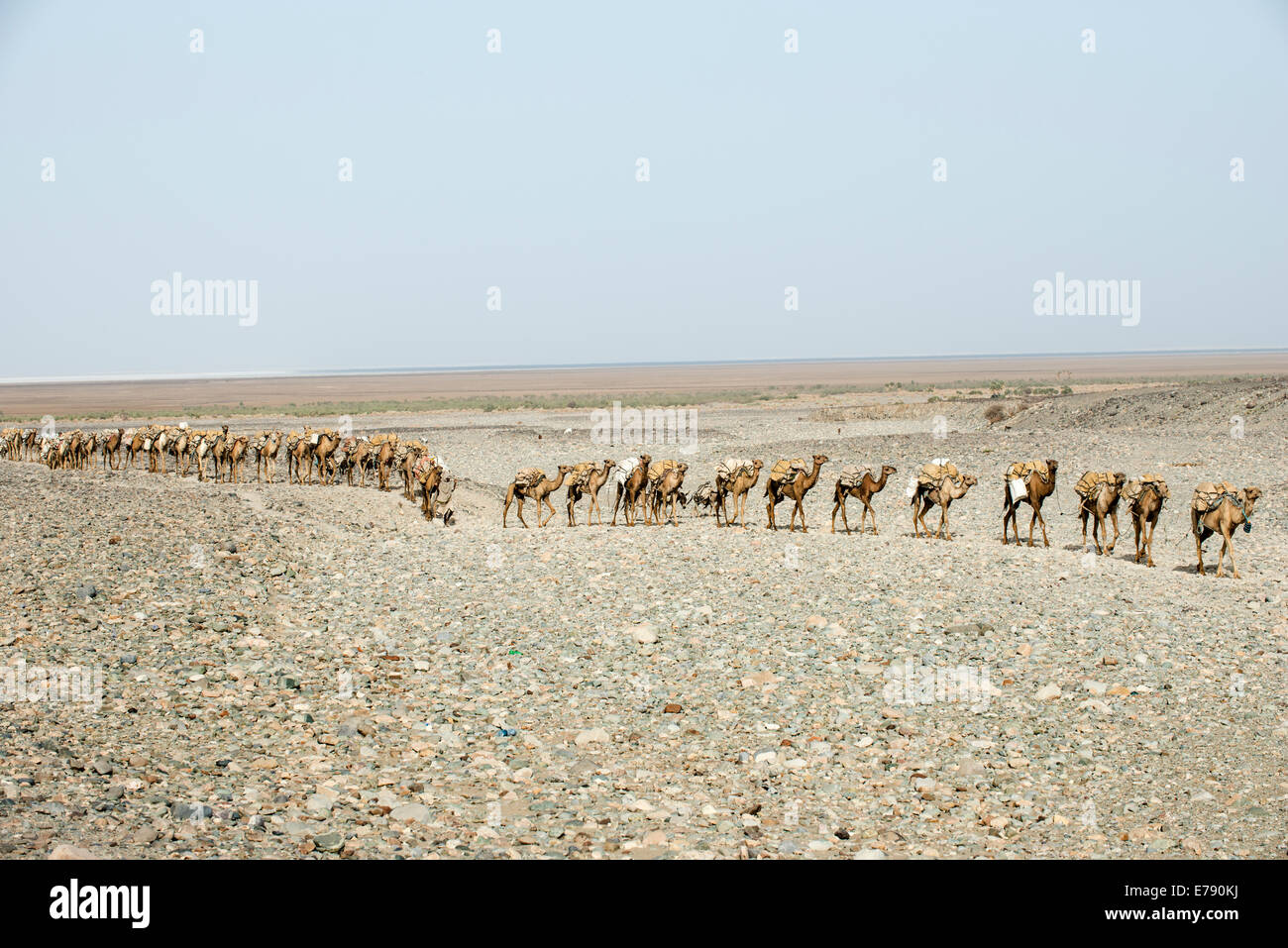 Salt caravan making its way up to the Ethiopian highlands Stock Photo ...