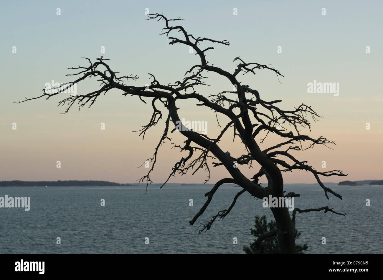 Silhouette of a tree at Baltic Sea Stock Photo - Alamy
