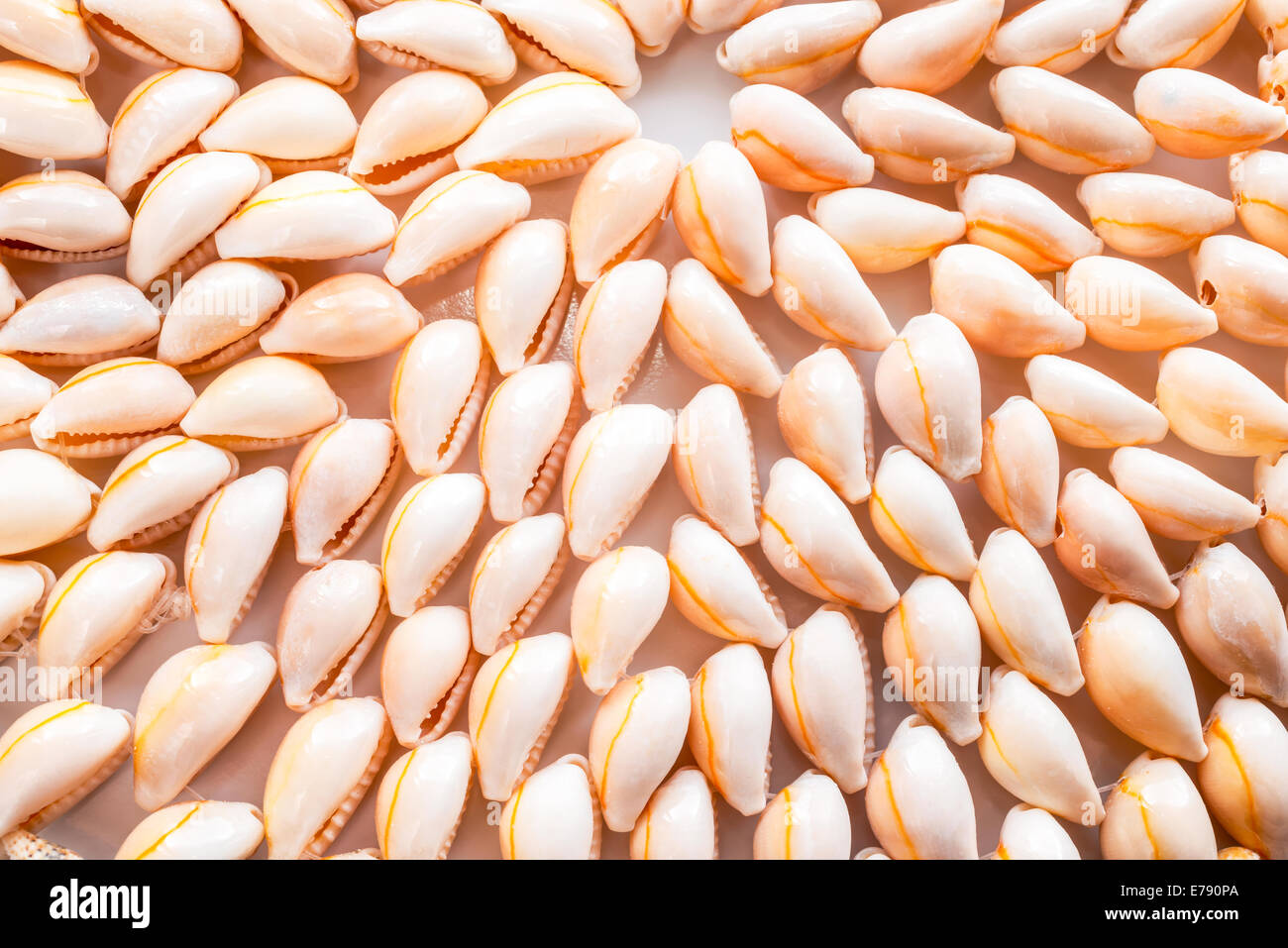 beautiful seashell collection as a background, closeup Stock Photo - Alamy
