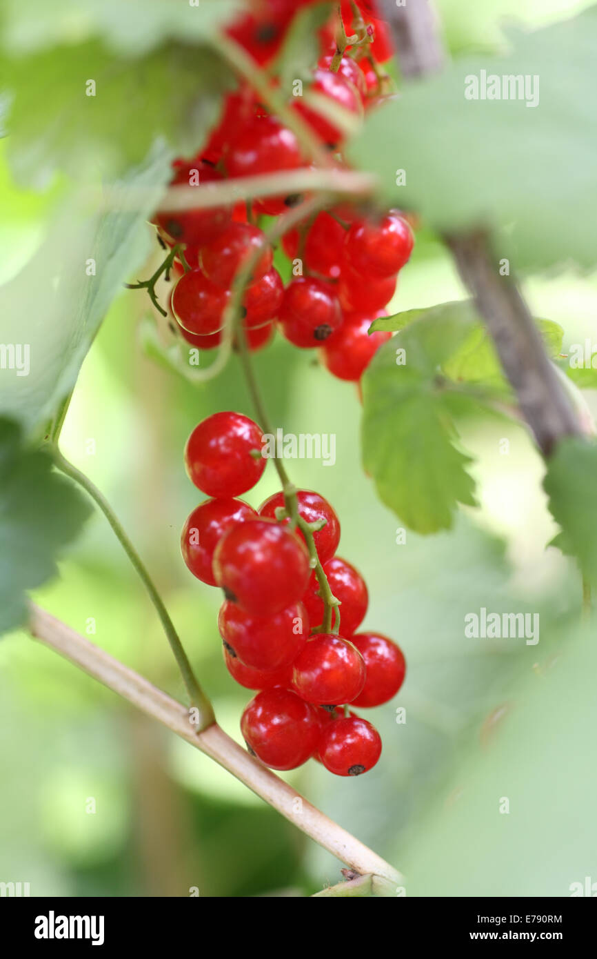 Red Currants close-up Stock Photo - Alamy