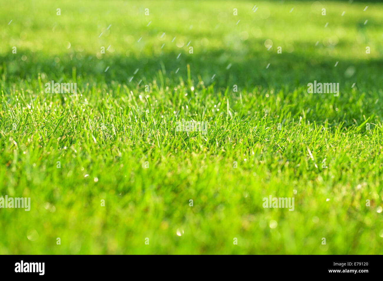 Green grass sunny field with rain drops Stock Photo - Alamy