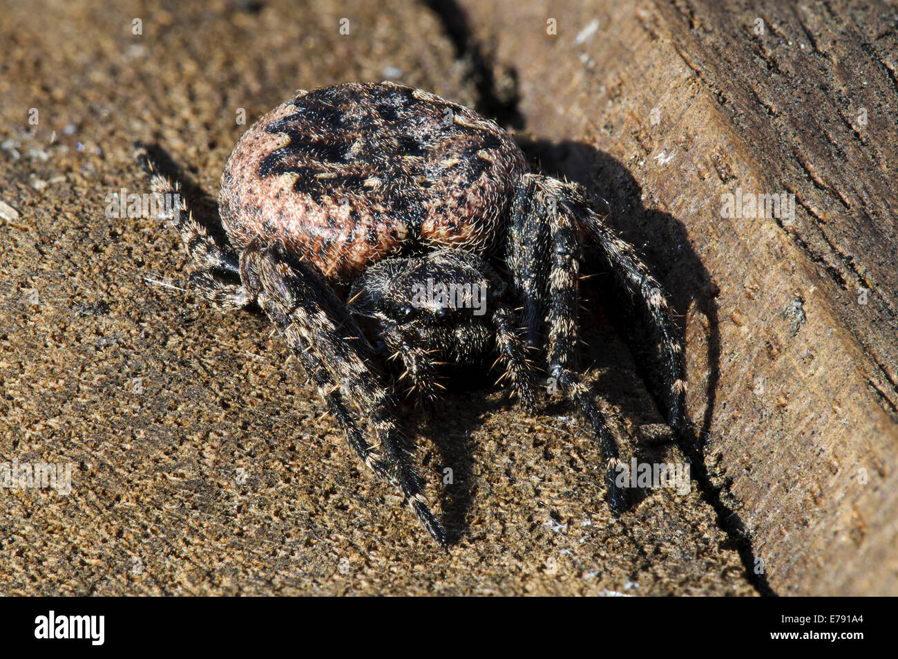Walnut orb-weaver spider (Nuctenea umbratica) adult female on a piece ...