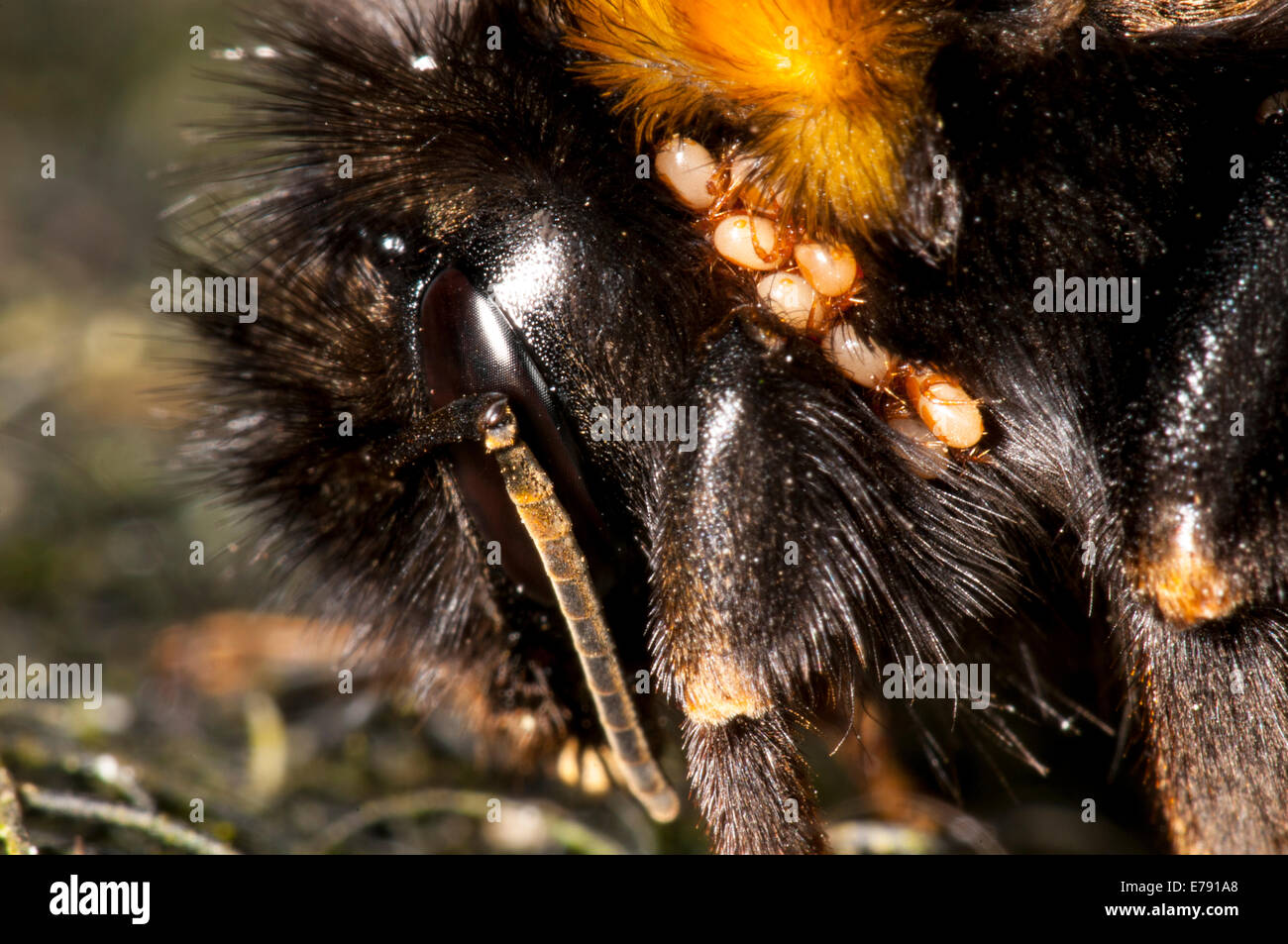 Bumble Bee Insect Head