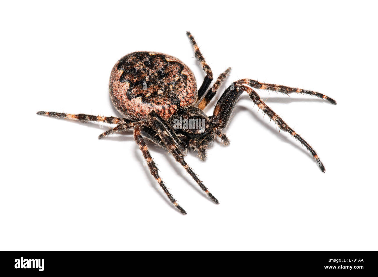 Walnut orb-weaver spider (Nuctenea umbratica) adult female photographed ...