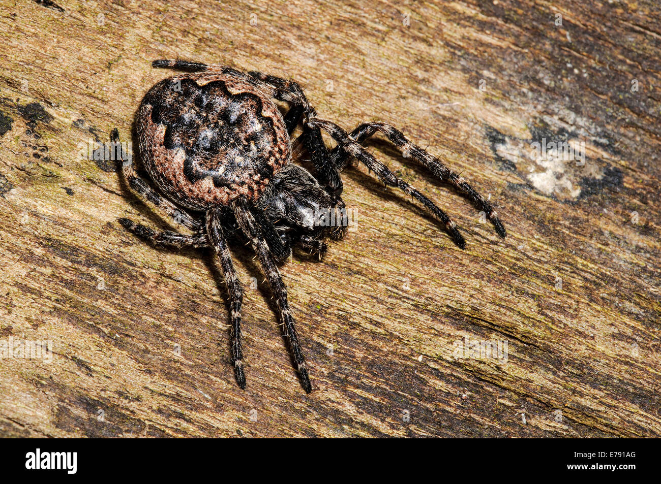 Walnut orb-weaver spider (Nuctenea umbratica) adult female on a piece ...