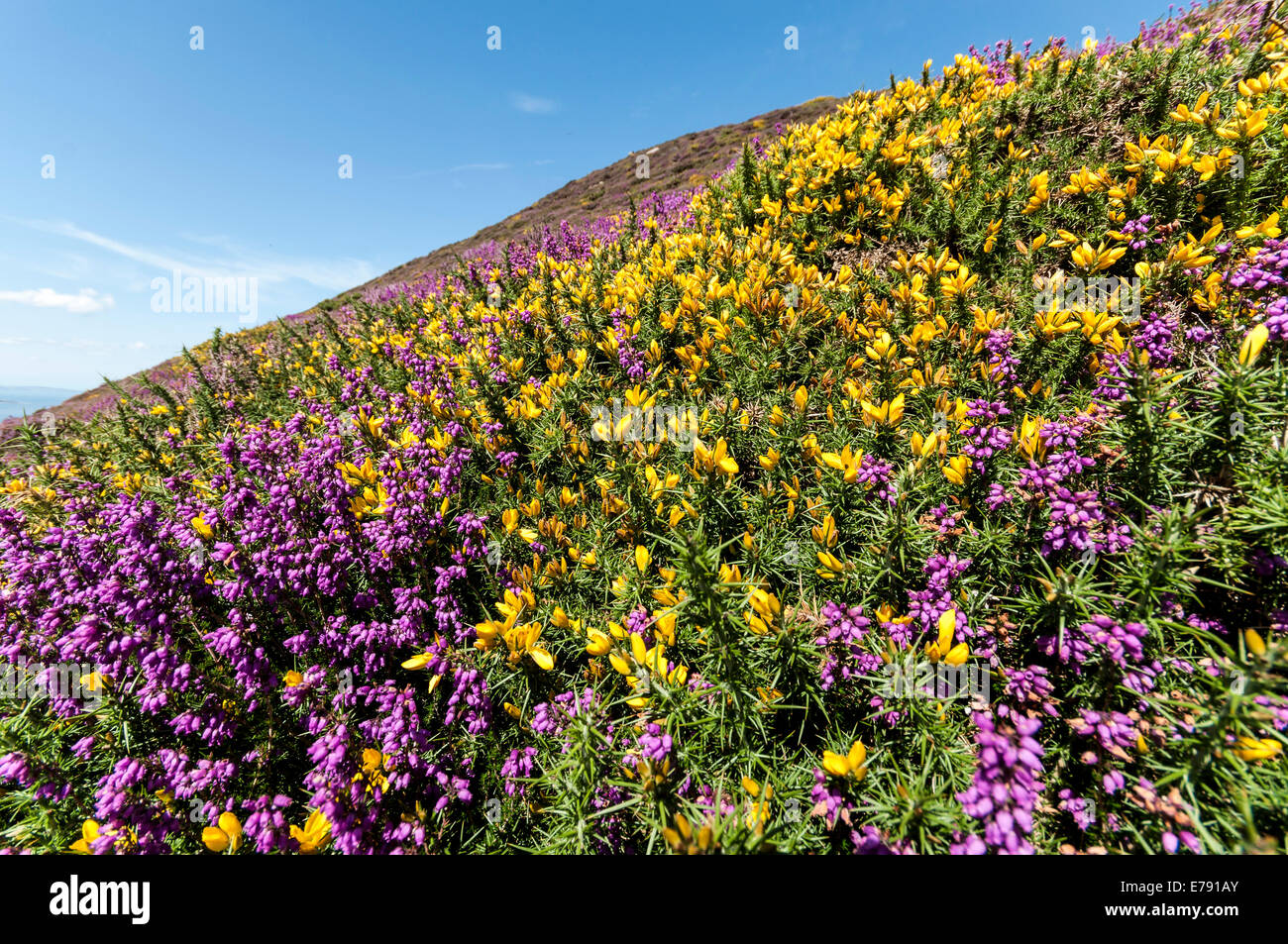 Western Gorse Ulex galii and Bell Heather Erica cinerea growing on Foel ...