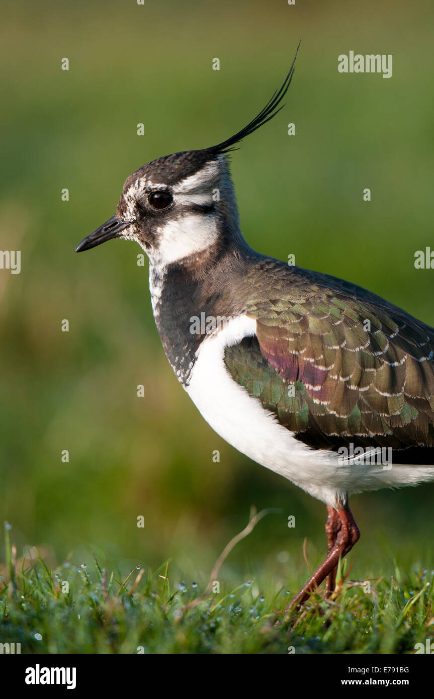 Lapwing (Vanellus vanellus) adult walking across dew-drenched grass at ...