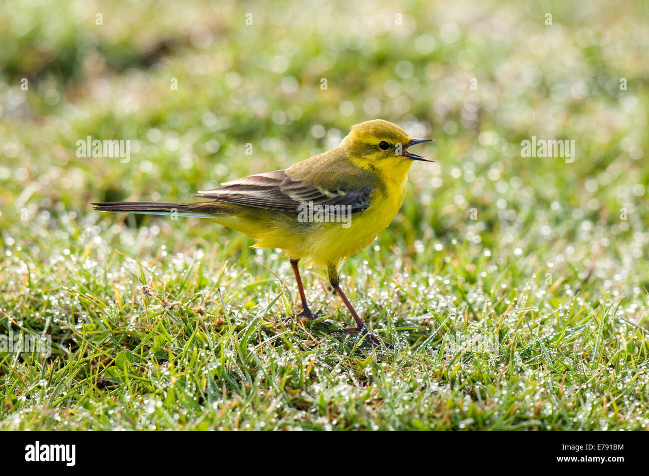 Yellow Wagtail (Motacilla flava) standing on dew-drenched grass and ...