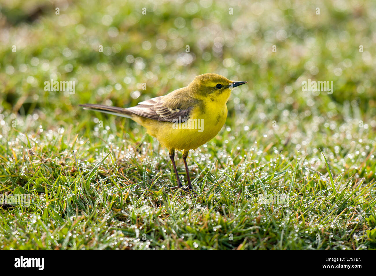 Drenched bird hi-res stock photography and images - Alamy