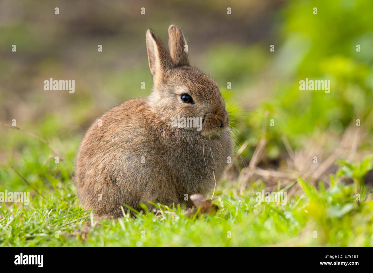 Rabbit (Oryctolagus cuniculus) juvenile, sitting on grass at Elmley ...