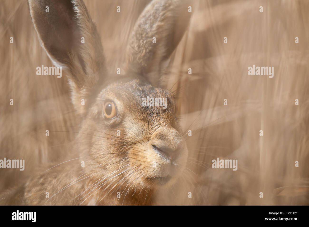 Brown hare (Lepus capensis) adult hiding in a reed bed and photographed ...