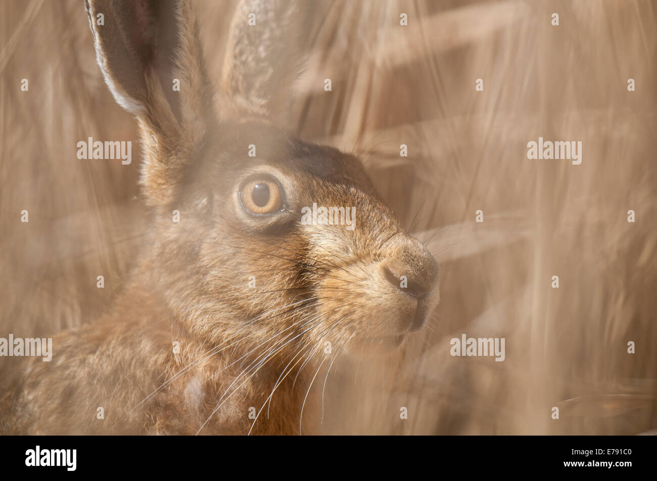 Brown hare (Lepus capensis) adult hiding in a reed bed and photographed ...
