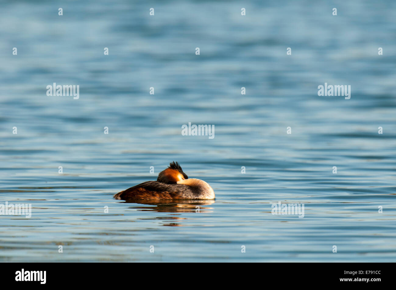 Grebe in flight hi-res stock photography and images - Alamy