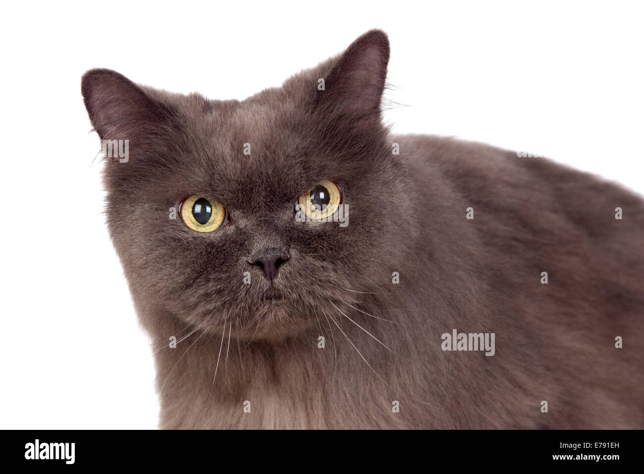 Adorable Persan cat isolated on white background Stock Photo - Alamy