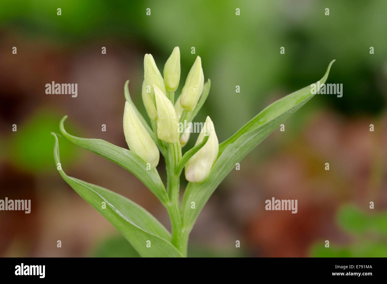White helleborine (Cephalanthera damasonium), Southern France, Provence ...