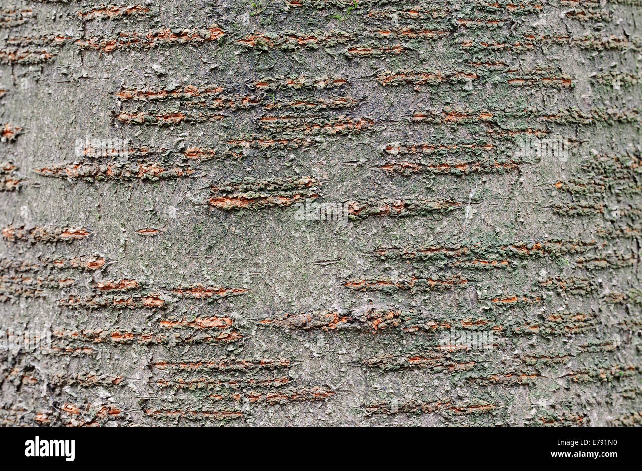 Bird cherry (Prunus avium), bark, North Rhine-Westphalia, Germany Stock ...