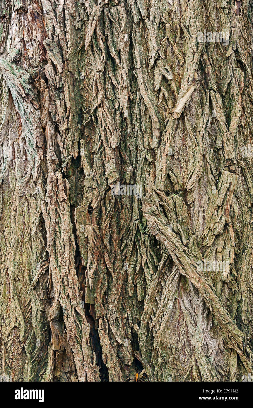 Bark of willow tree hi-res stock photography and images - Alamy