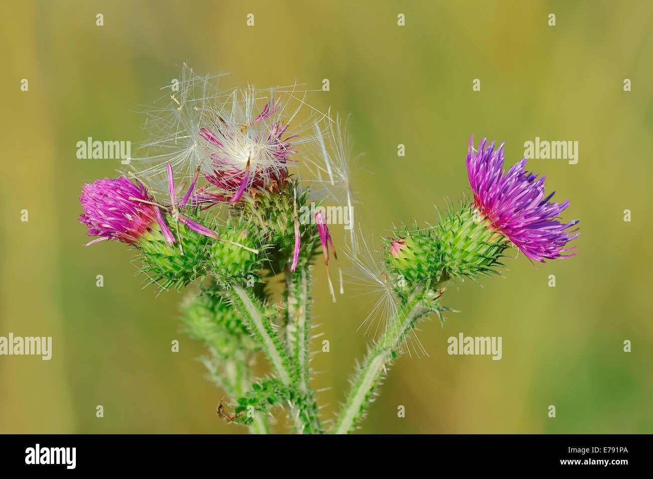 Spear Thistle (Cirsium vulgare), North Rhine-Westphalia, Germany Stock ...