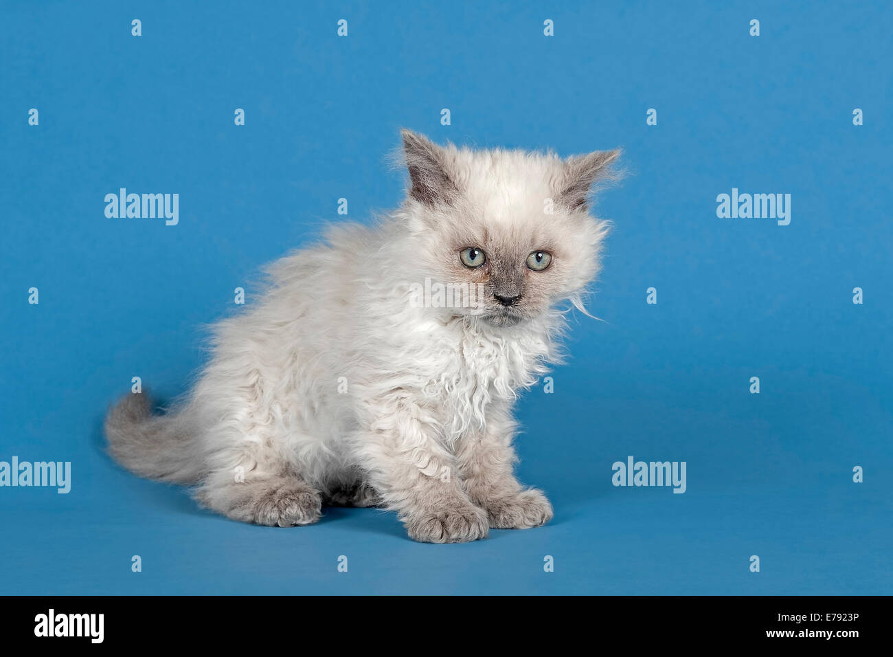 Selkirk Rex kitten, curly Stock Photo - Alamy