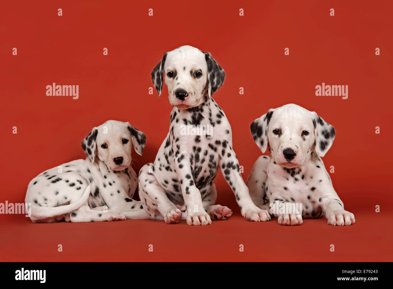 Portrait dog dalmatian side view hi-res stock photography and images ...
